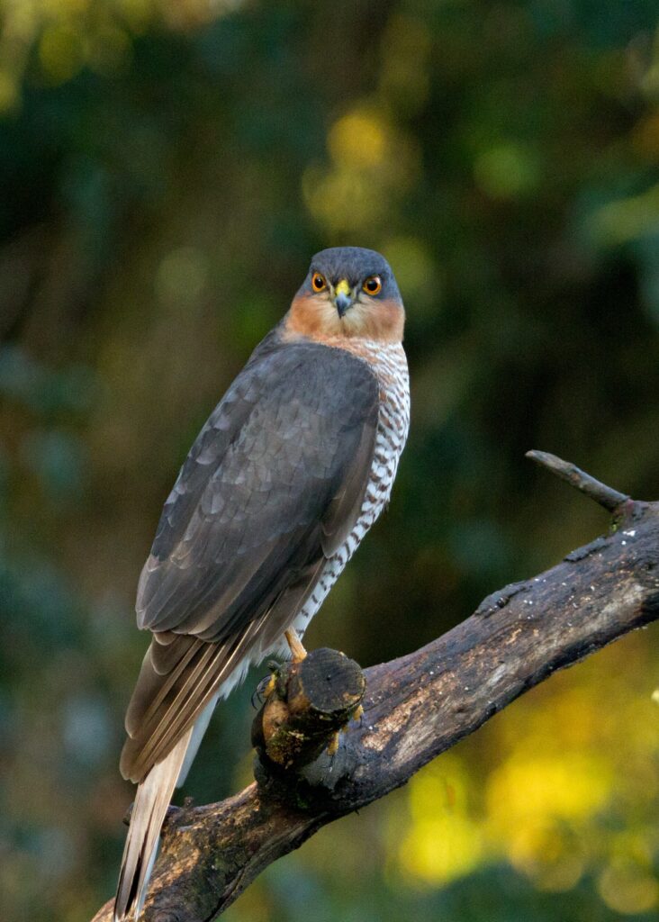 Unleashing the Thrill of Sparrowhawk Watching: A Comprehensive Guide to ...