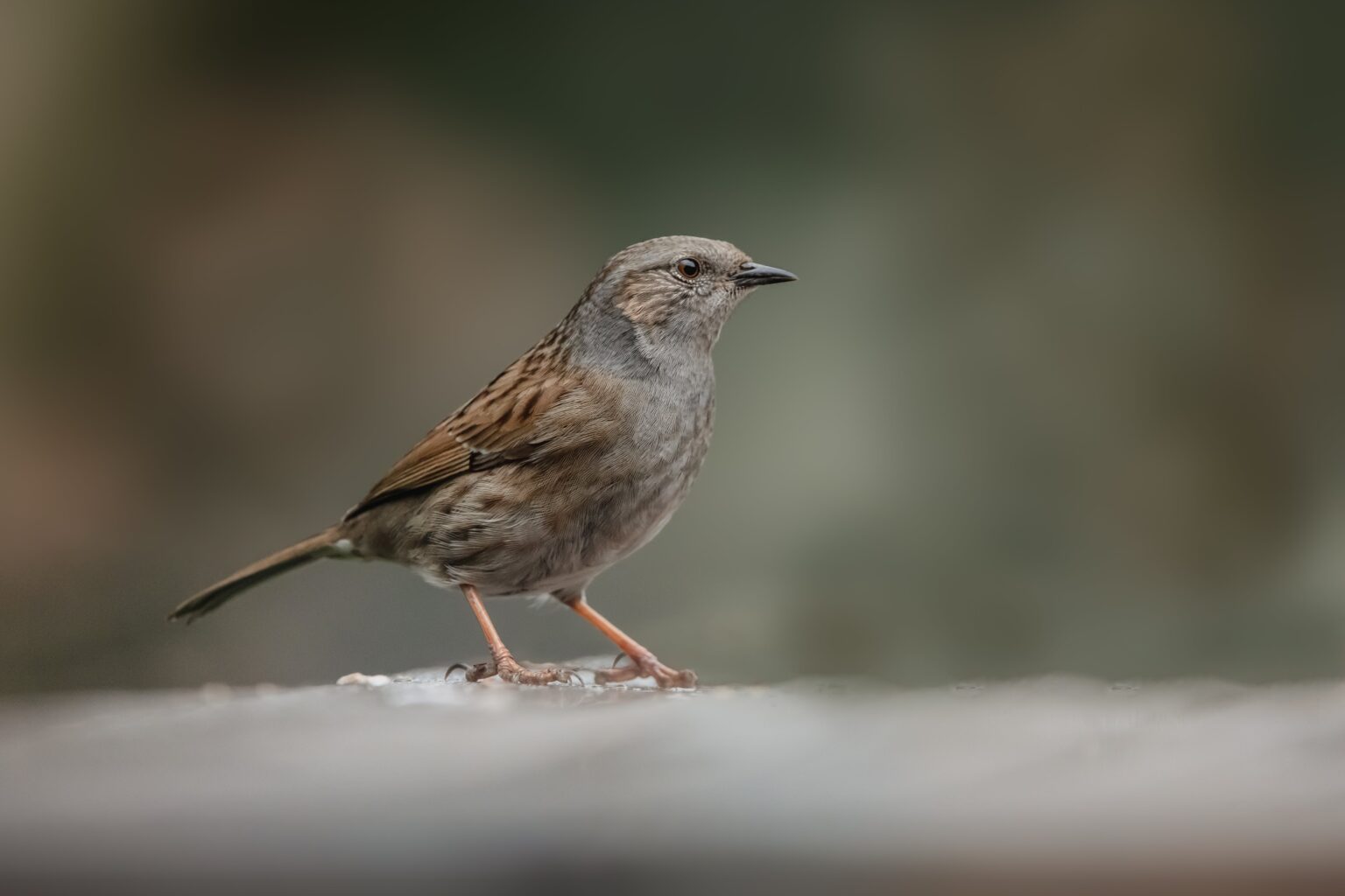 Dunnock: A Common Garden Bird in the UK - Birdwatching UK