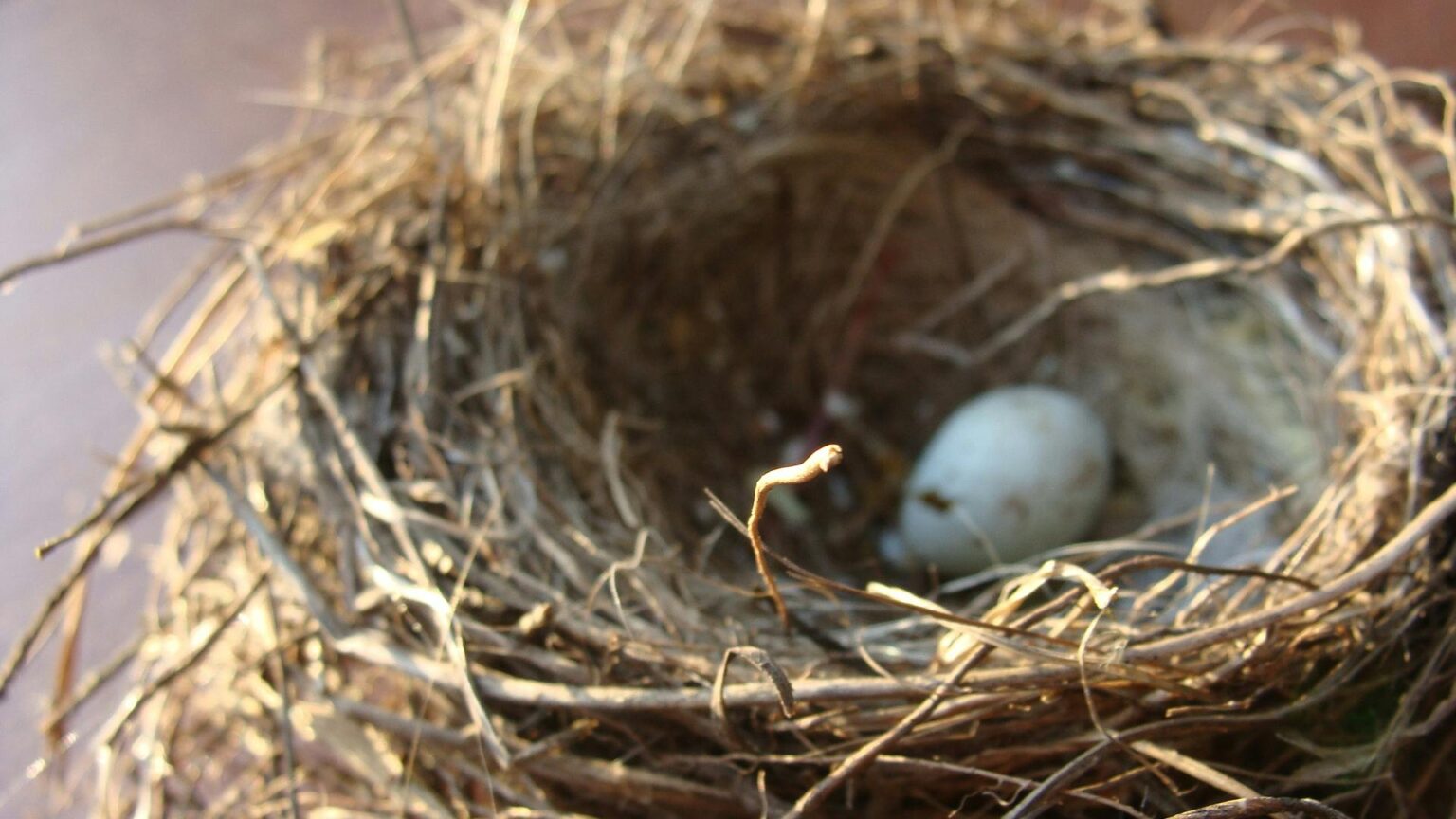 Understanding the Nesting Cycle: When Do Birds Nest? - Birdwatching UK