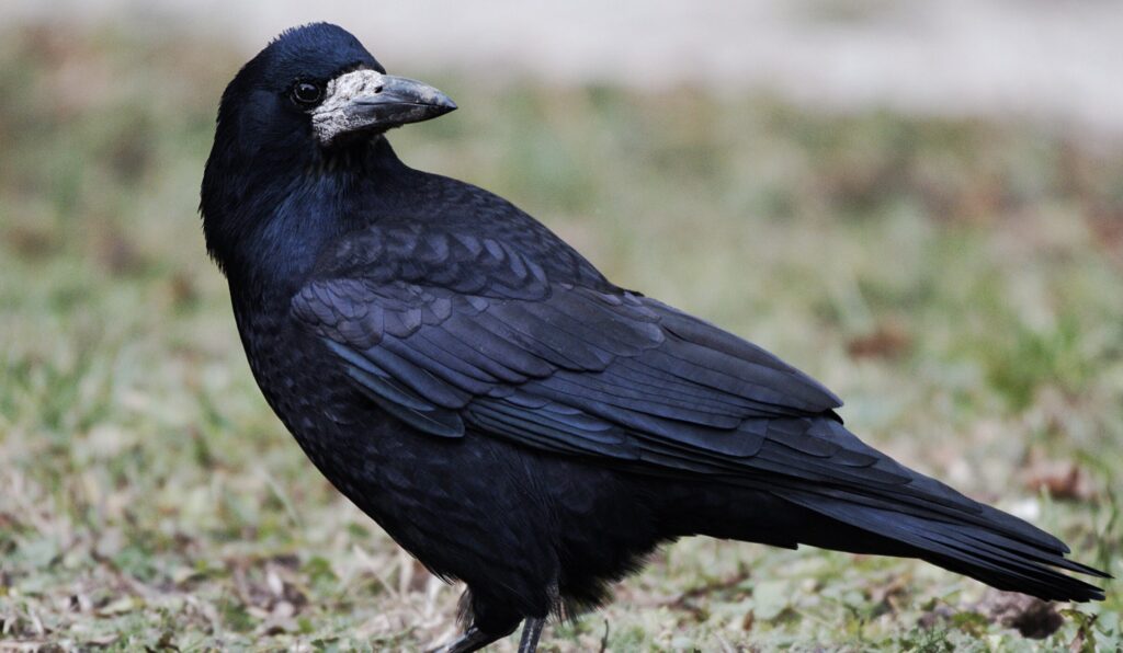 Rook : Characteristics, Habitat, and Behaviour - Birdwatching UK