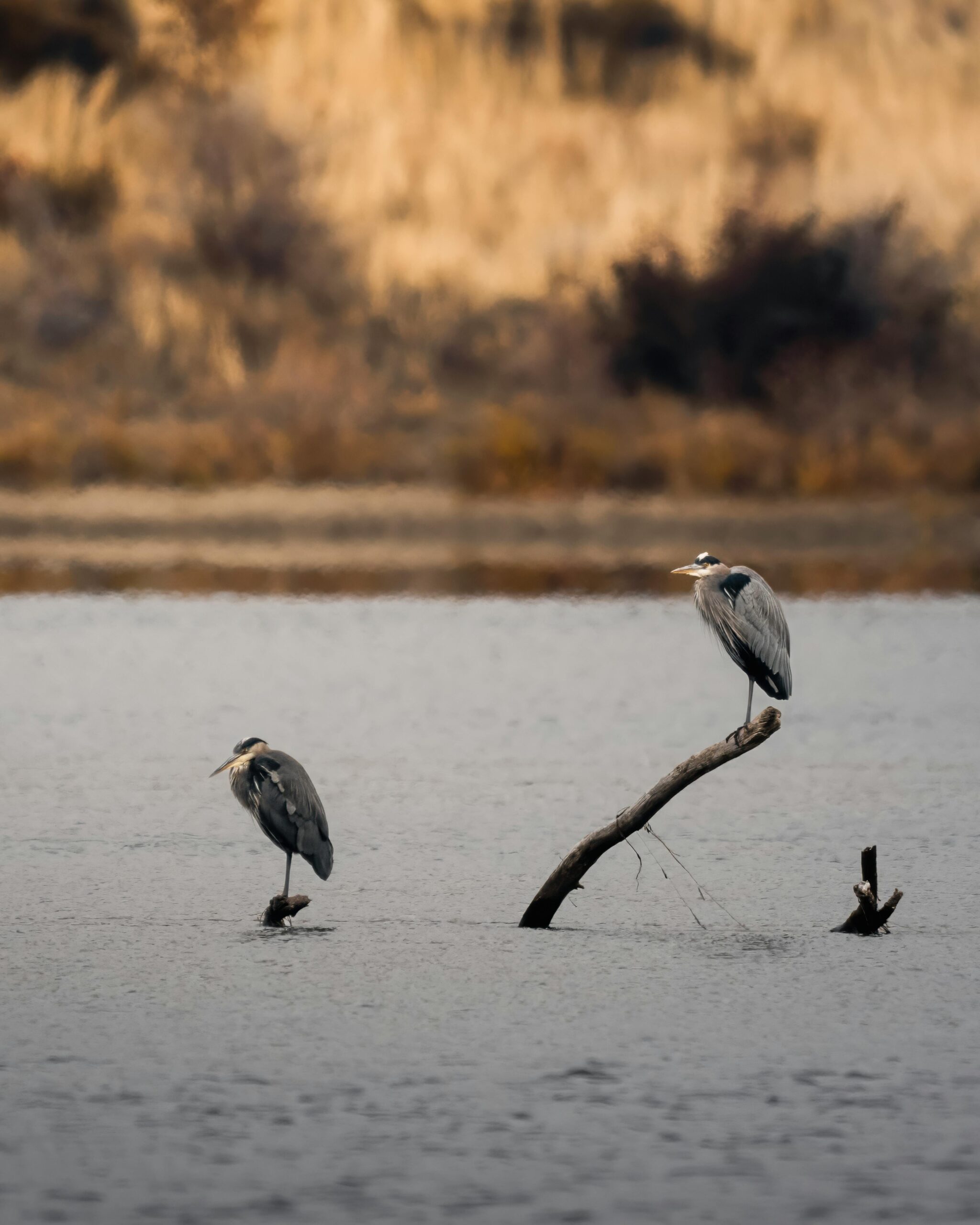 Birds That Nest in Wales: A Guide to Birds Nesting in the Welsh ...