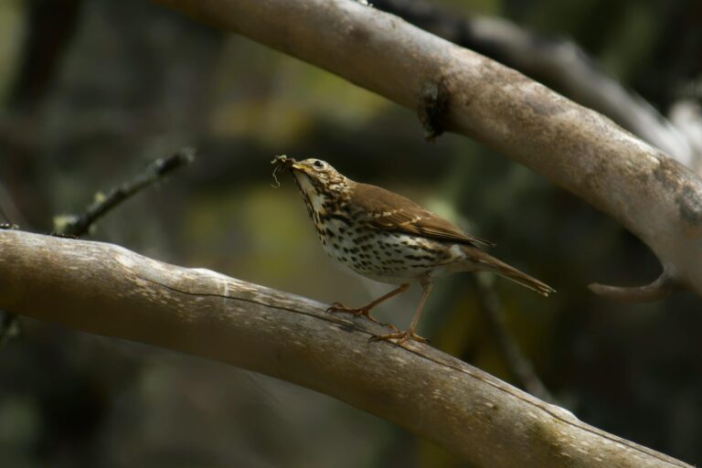 Song Thrush: A Fascinating Look at Its Habitat, Behavior, and ...