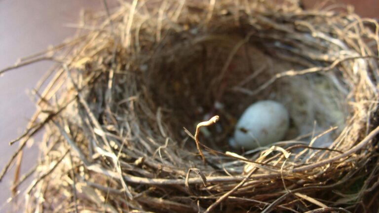 Exploring Bird Nesting: How Birds Build Their Homes with Precision ...