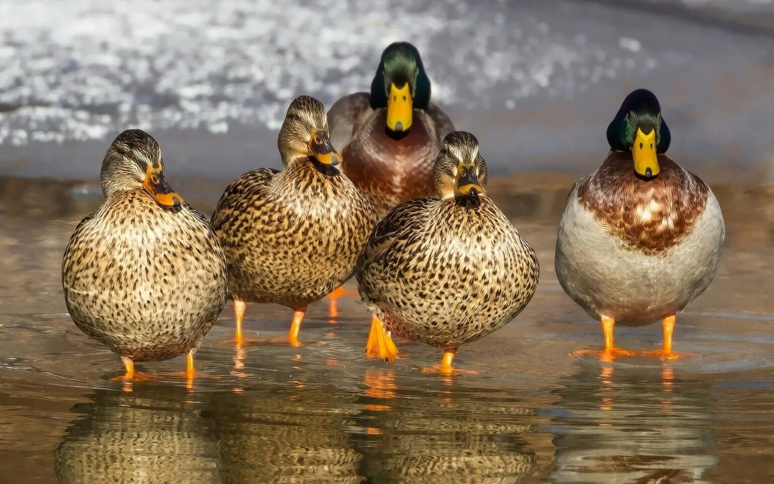 Mallards: Exploring Their Habitat, Behaviour, and Role in Wetland ...
