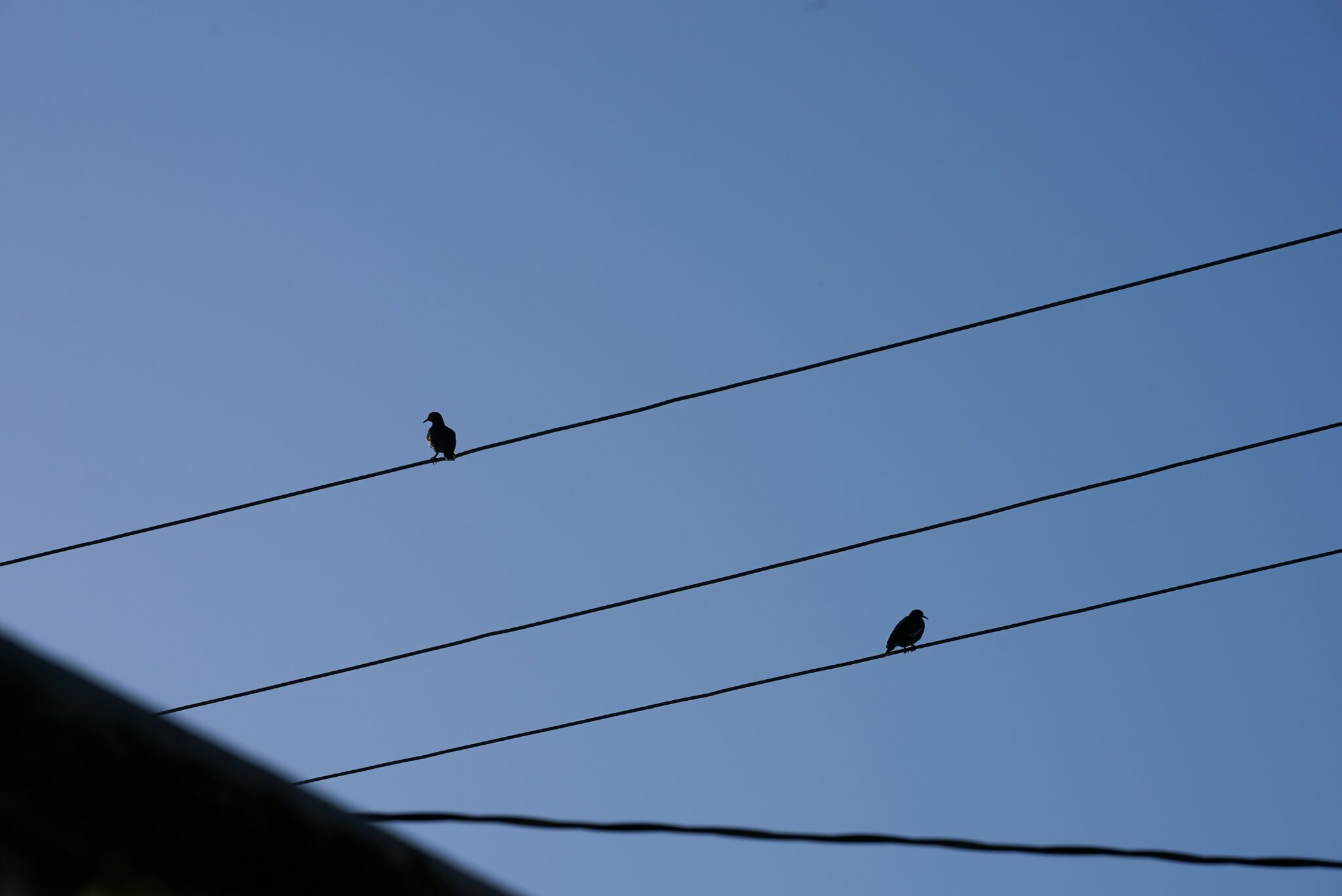 Four Magpies: The Meaning Behind Seeing Them - Birdwatching UK