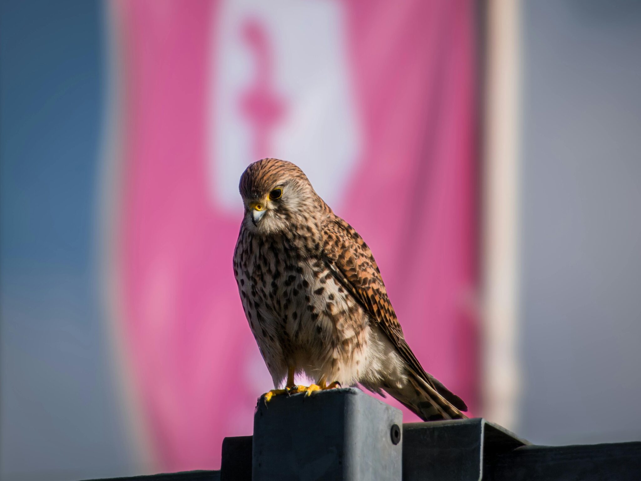 The Life Cycle of a Kestrel: From Egg to Fierce Hunter - Birdwatching UK